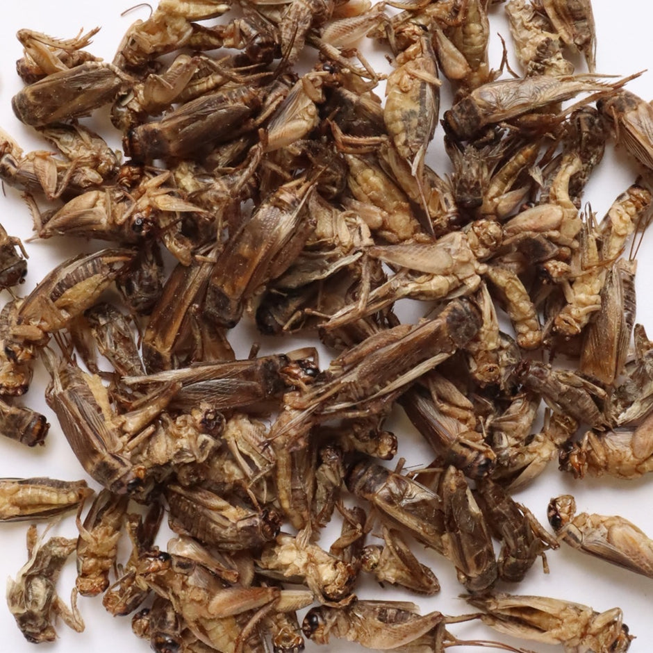 lineup – IEKO｜活きイエコオロギ直送便