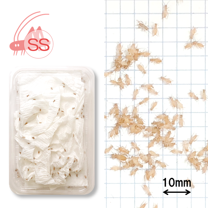 送料込み＊活きイエコオロギ 1,000円パック – IEKO｜活きイエコオロギ直送便