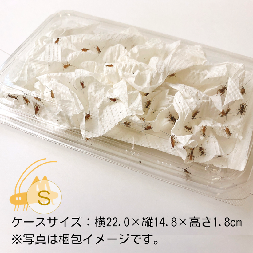 送料込み＊活きイエコオロギ 1,000円パック – IEKO｜活きイエコオロギ直送便