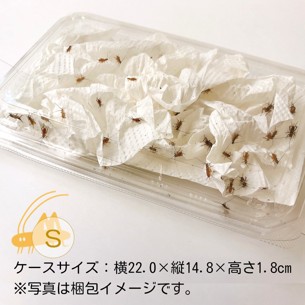 送料込み＊活きイエコオロギ 1,000円パック – IEKO｜活きイエコオロギ直送便