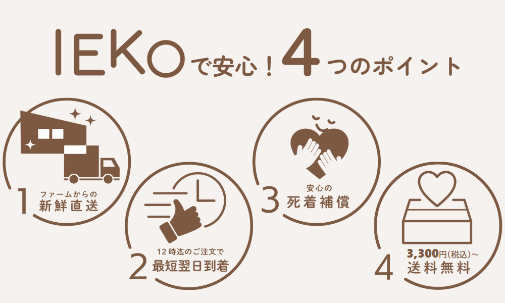IEKO｜活きイエコオロギ直送店 – IEKO｜活きイエコオロギ直送便