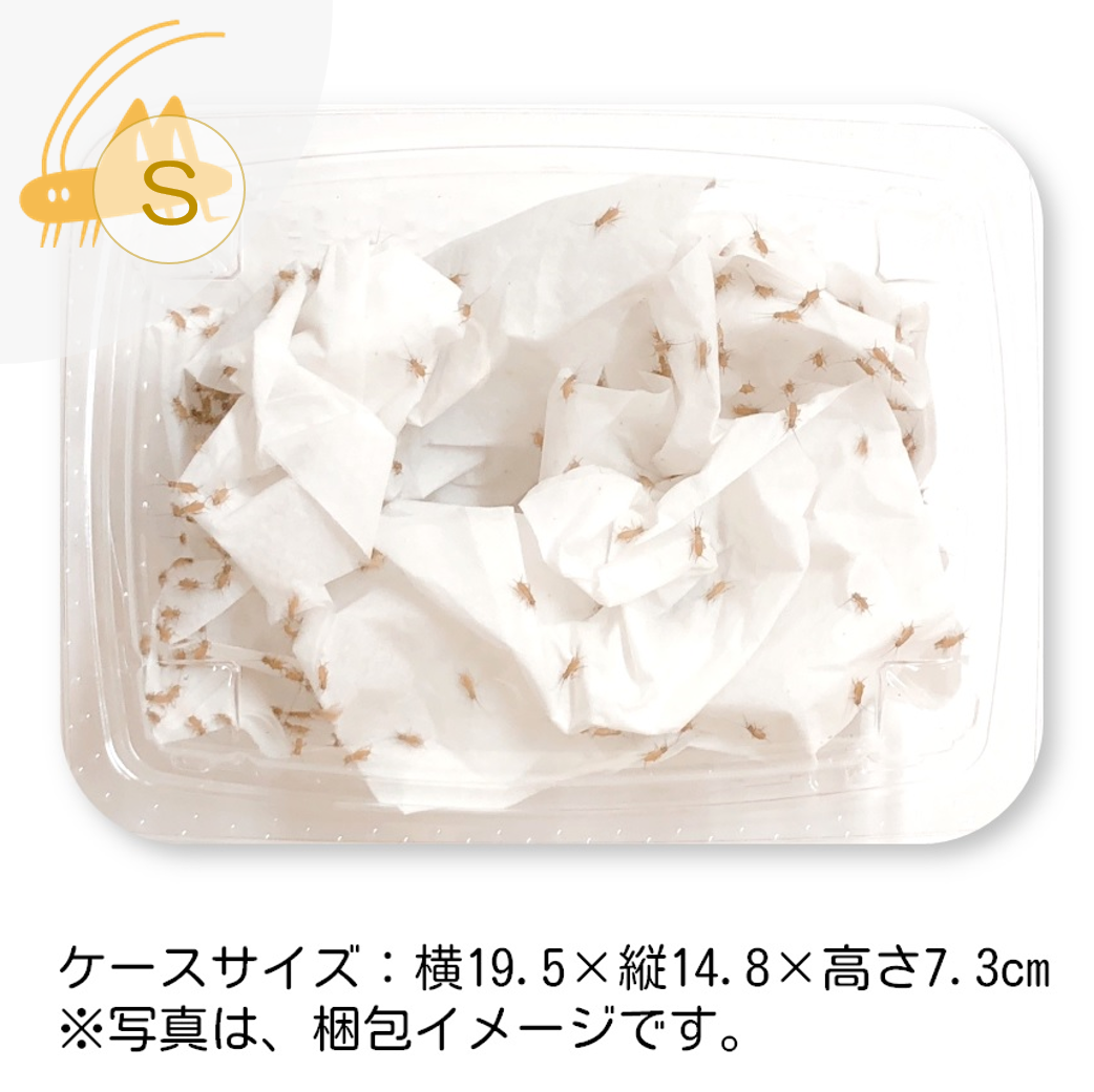 活きイエコオロギ – IEKO｜活きイエコオロギ直送便