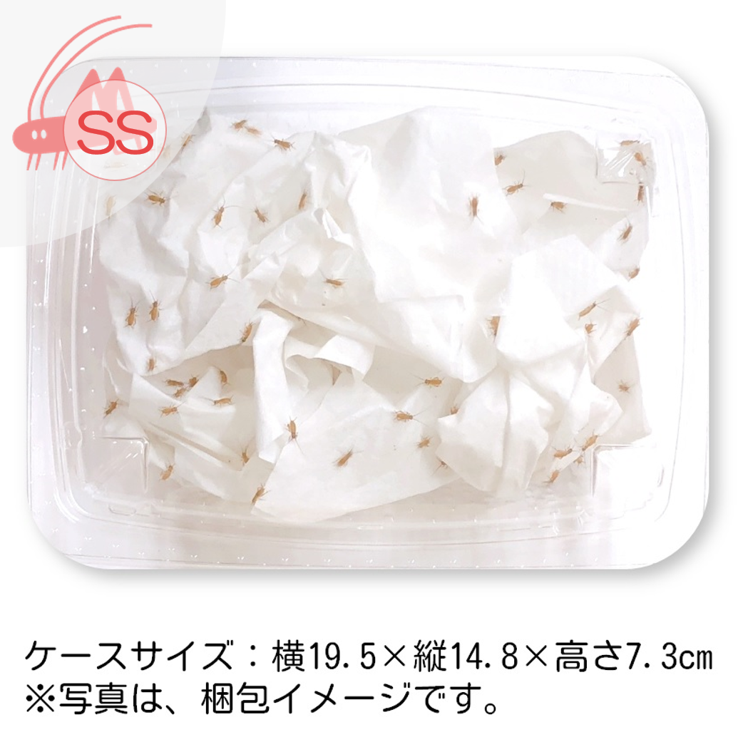 活きイエコオロギ – IEKO｜活きイエコオロギ直送便