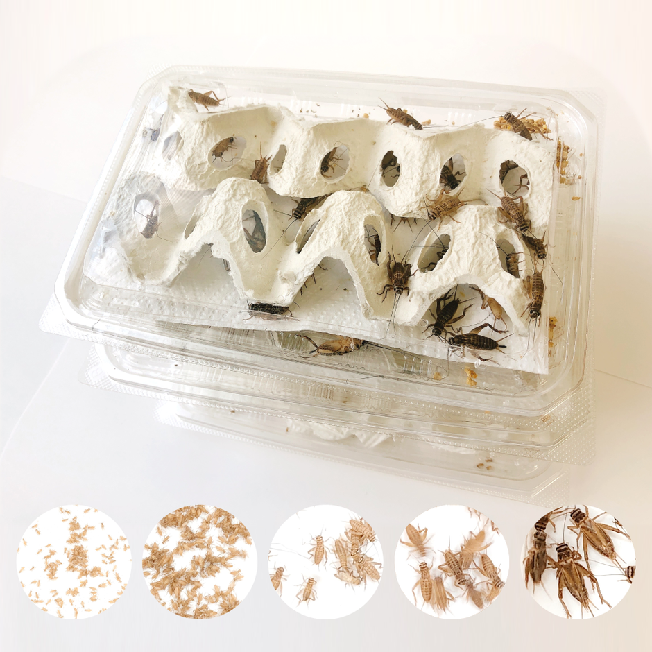 lineup – IEKO｜活きイエコオロギ直送便